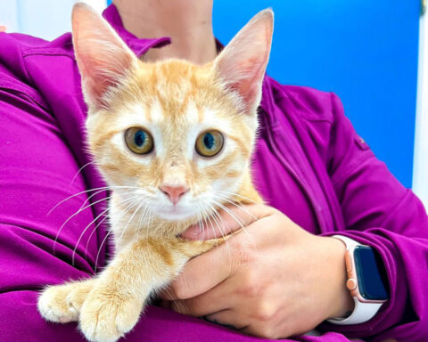 Best Vet Hospital In Athens, GA | Gaines Shoal Animal Clinic