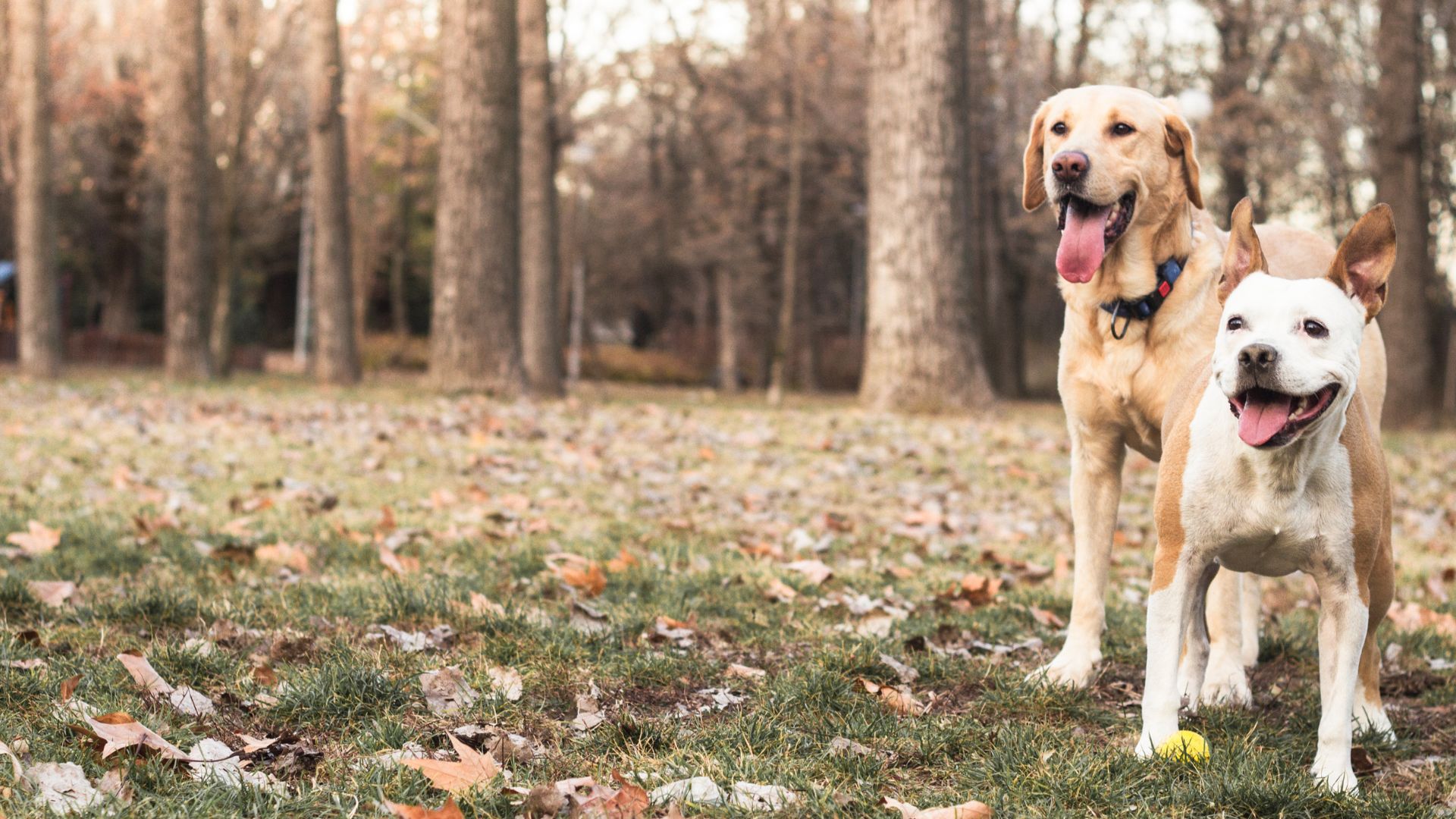 Pet Nutrition In Athens, GA | Gaines Shoal Animal Clinic
